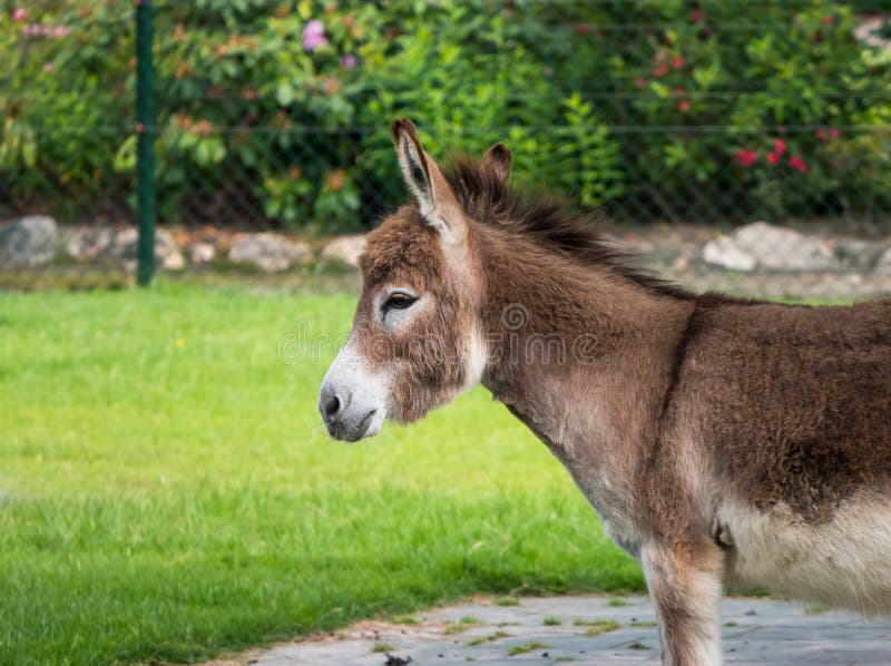 Ezel op een gebied stock foto. Image of bont, weide - 121797018