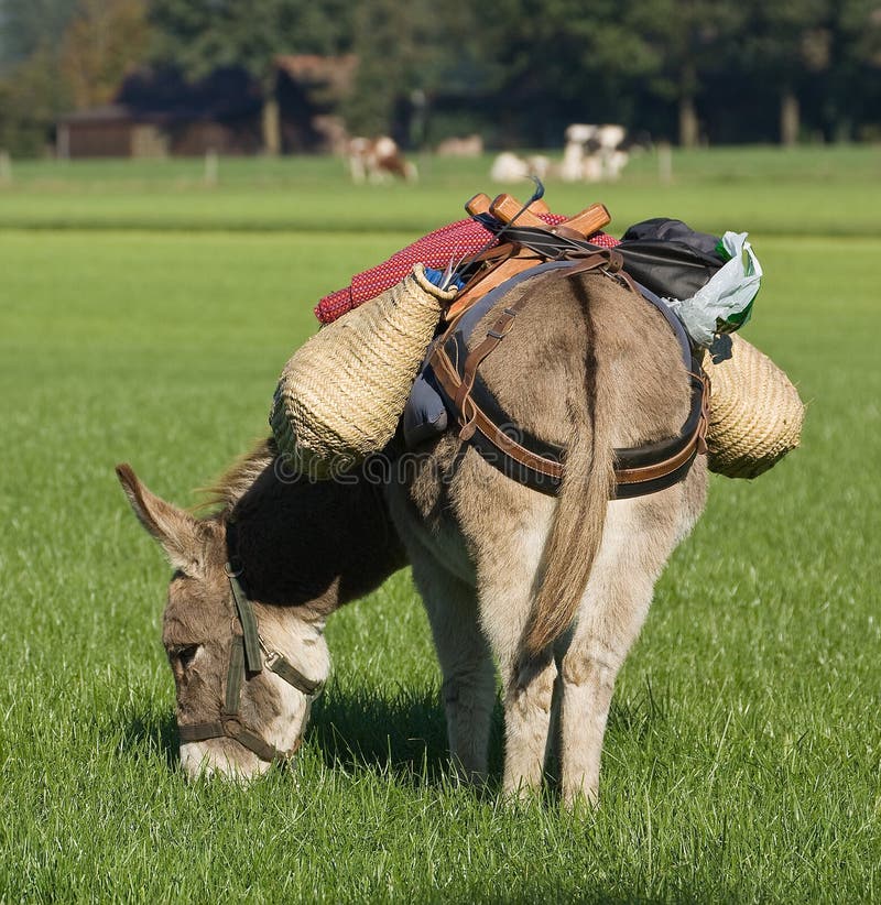 Geladen ezel stock foto. Afbeelding bestaande uit vreedzaam - 855664