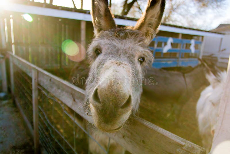 Ezel in Stal Die Een Grappig Gezicht Maken Stock Foto - Image of ...