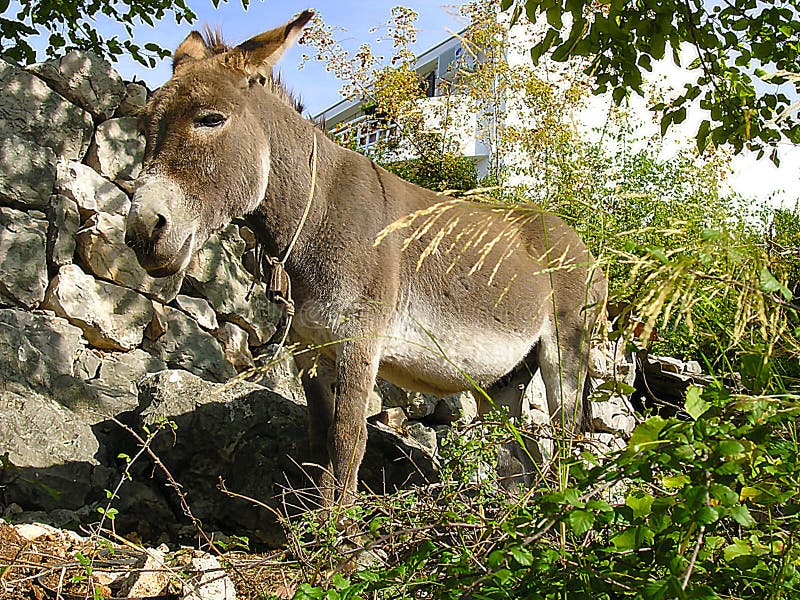 Ezel Op Oude Steentreden In Oia, Santorini Stock Afbeelding ...