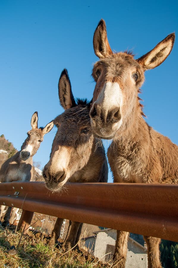 Ezels stock afbeelding. Image of weide, oren, uitziend - 108065967