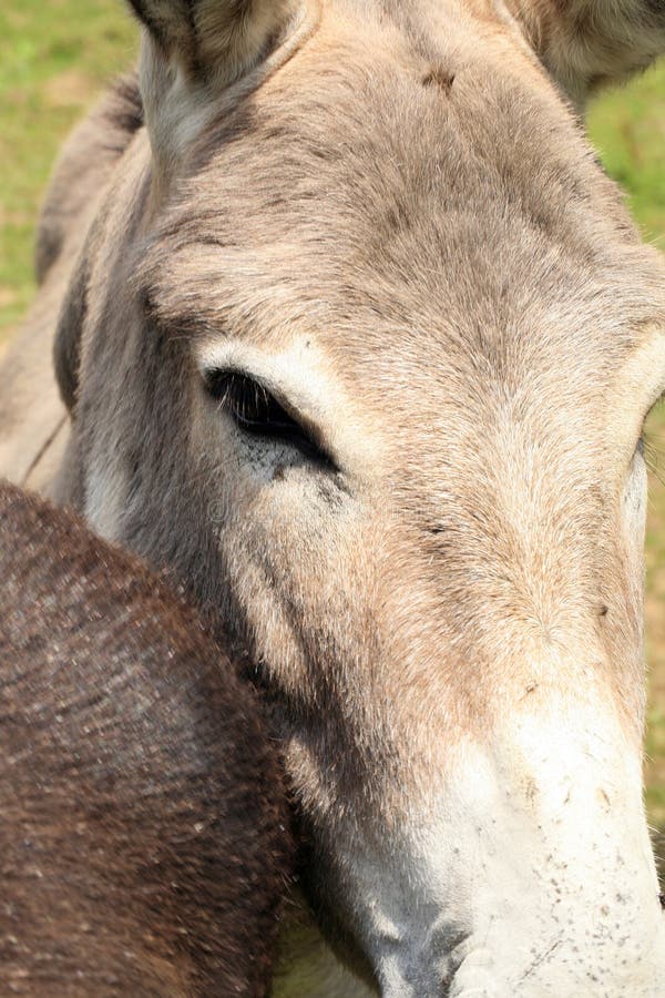 Ezels stock afbeelding. Image of humeur, eeyore, koppig - 110467403