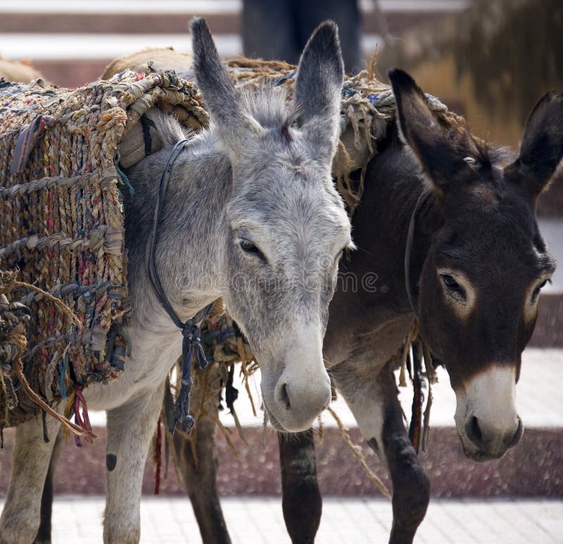 Ezels stock foto. Image of ezel, dier, gezicht, droevig - 14026672