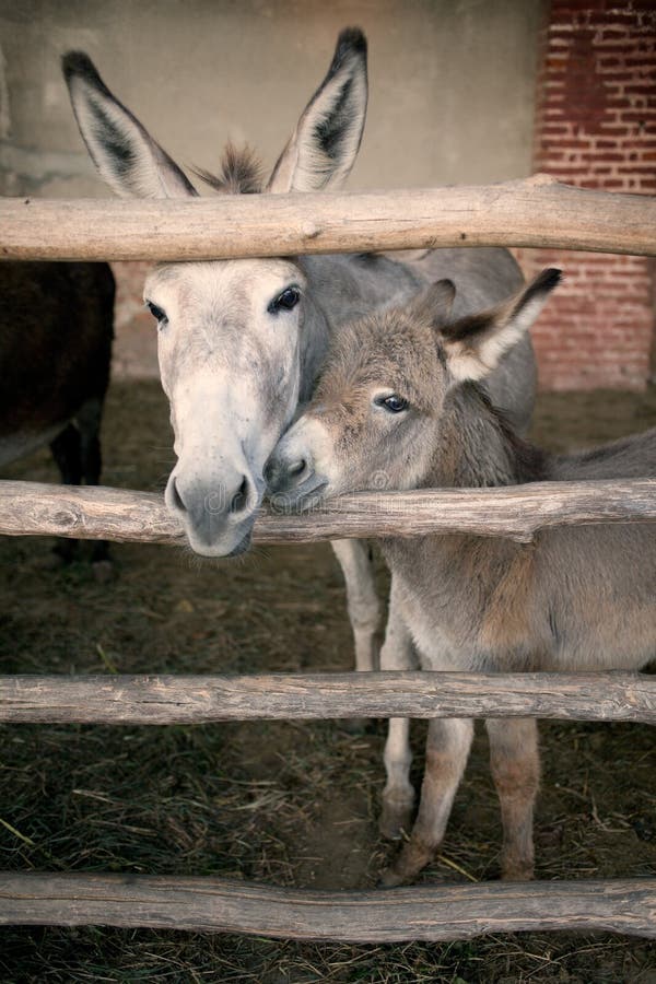 Leuke En Zoete Ezel In De Stal Stock Foto - Afbeelding bestaande uit ...