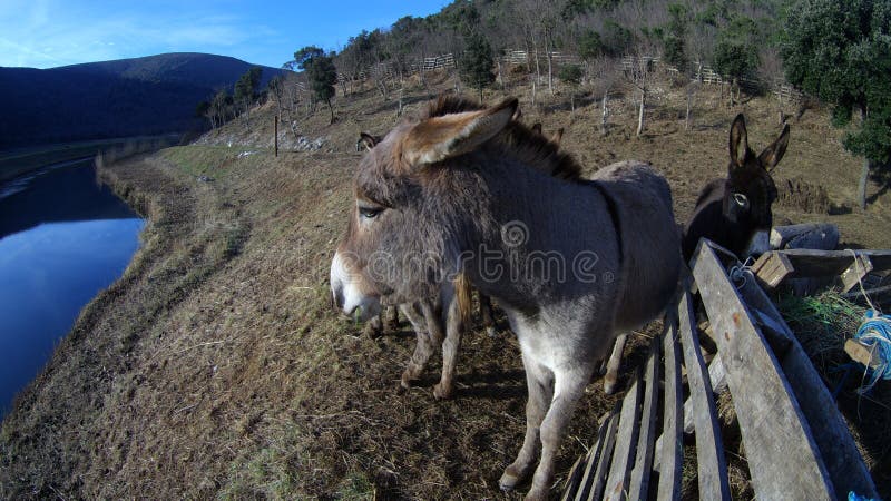 Ezels stock afbeelding. Image of baby, ezels, buiten - 84339605