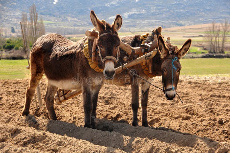 Ezels Aan Ploeg Op Het Gebied Stock Afbeelding - Image of landbouwer ...