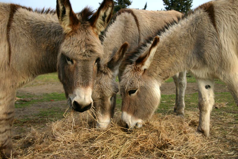 Ezels die hooi eten stock foto. Afbeelding bestaande uit status - 21025724