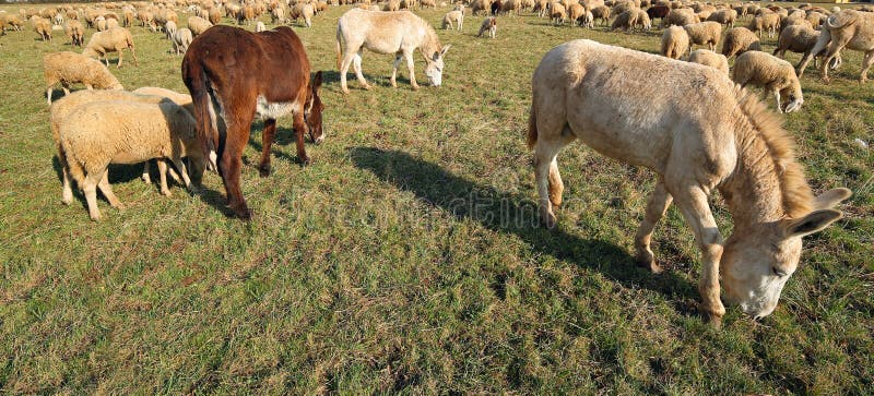 Grappige Bruine Ezel Met Lange Oren Terwijl Het Weiden Met Schapen ...