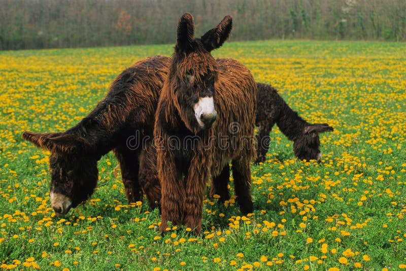 Ezel 1 van Poitou `s stock foto. Image of vreemd, gras - 3255292