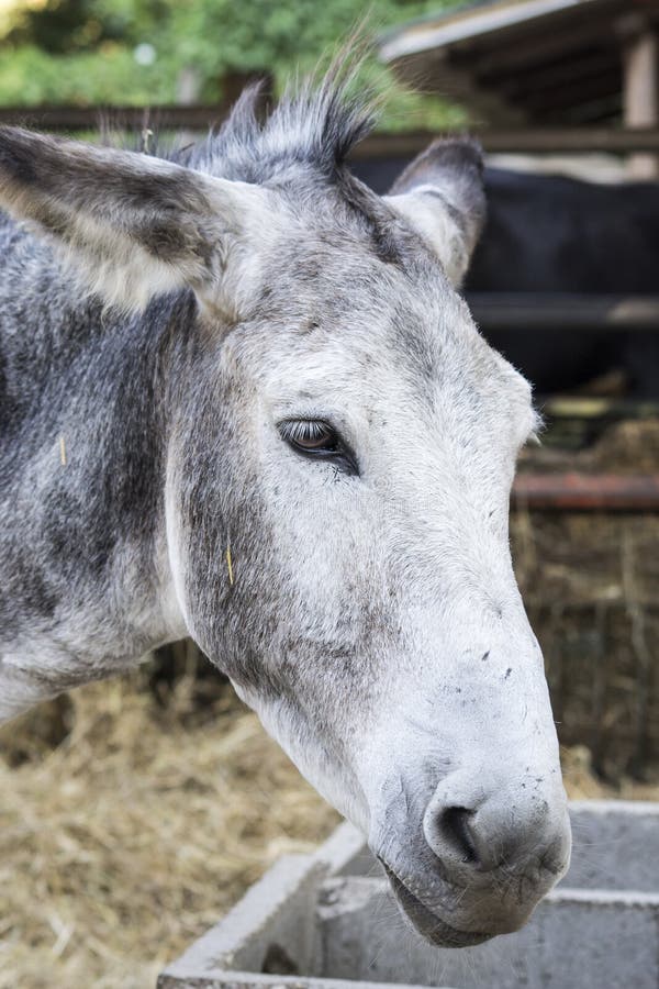Het hoofd van de ezel stock afbeelding. Image of acclimatiseer - 19480807