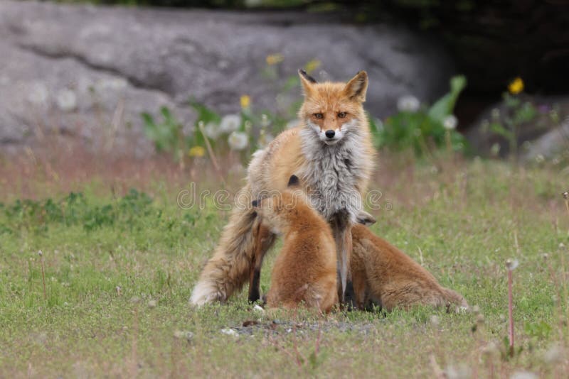 Ezo Red Fox with Cubs Hokkaido, Japan Stock Image - Image of wild ...