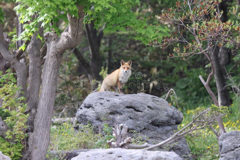 Ezo Red Fox or Vulpes Vulpes Hokkaido, Japan Stock Image - Image of ...