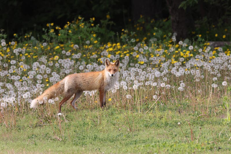 Ezo Red Fox or Vulpes Vulpes Hokkaido, Japan Stock Photo - Image of ...