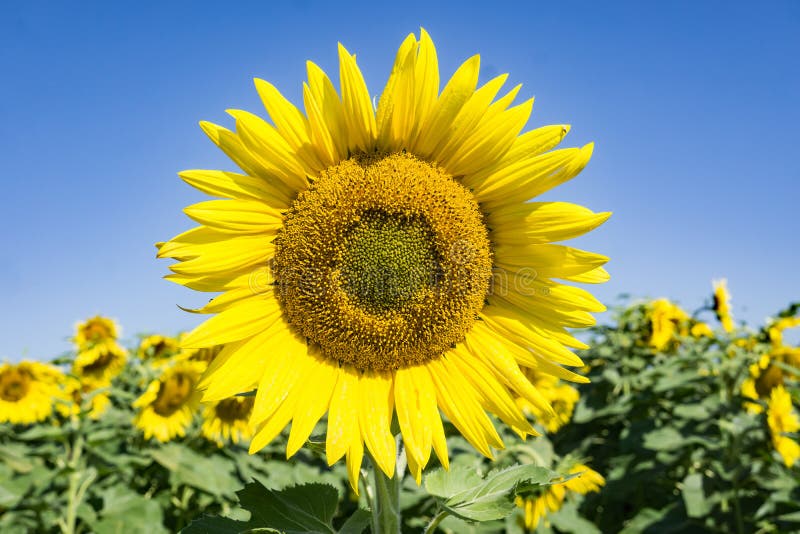Porträtt Av En Solros Som Tittar På Solen Med Många Fler Solrosor I ...