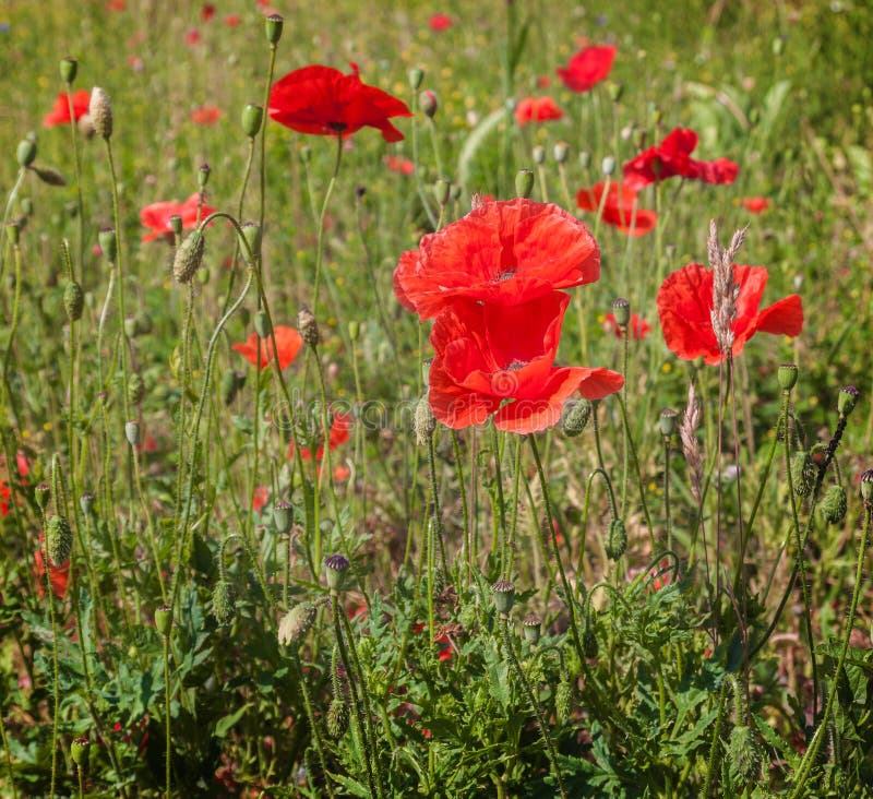 Vallmo i en sommaräng arkivfoto. Bild av - 33738636