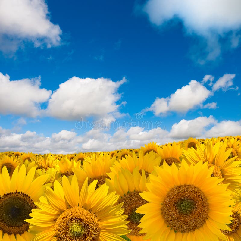 Bakgrund Isolerad Vit Yellow För Solros Fält L Solrosor Solrosblommor ...