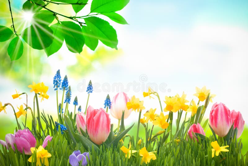 Färgrika Vårblommor I Holland Arbeta I Trädgården Keukenhof ...