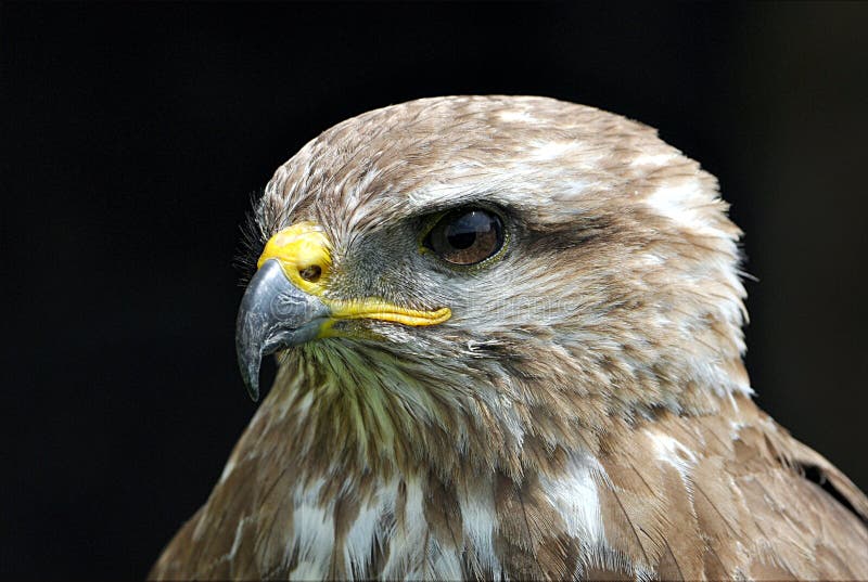 Fågel - falk fotografering för bildbyråer. Bild av öga - 43148081