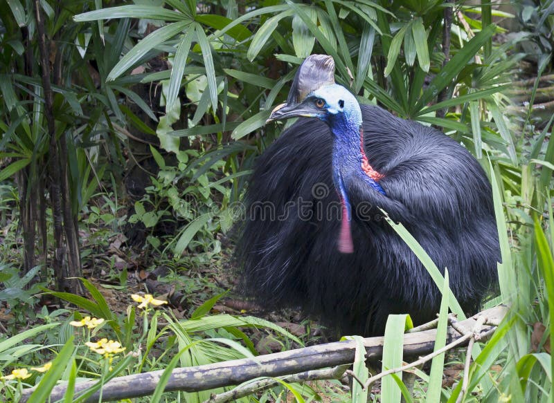 Cassowary arkivfoto. Bild av bifokal, pärlvin, hotad - 57830980