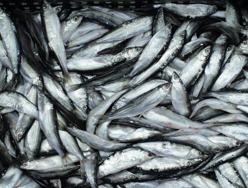 Blek fisk arkivfoto. Bild av säsong, silvrigt, bleker - 33476682