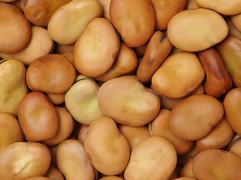 Fève sèche image stock. Image du sain, vivacité, cuisine - 104741139