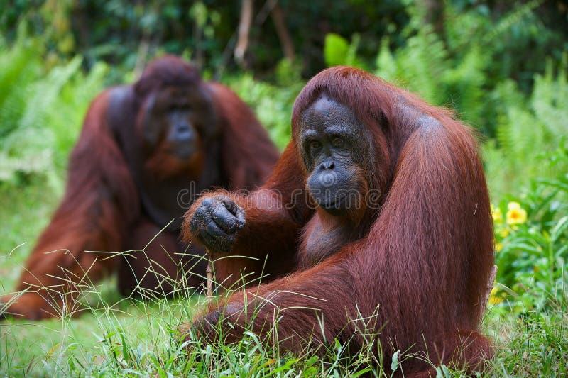 O Macaco Fêmea Cansado Do Orangotango Descansa Contra a árvore Com Mão ...