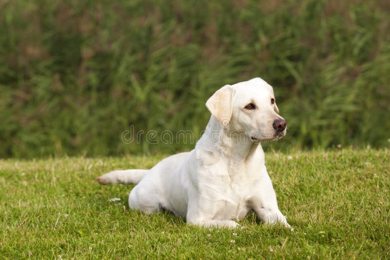 Fêmea Branca Do Retriever De Labrador Foto de Stock - Imagem de verde ...