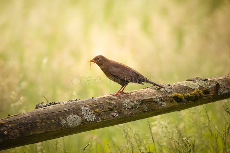 Melro foto de stock. Imagem de bico, jardim, exterior - 58251620