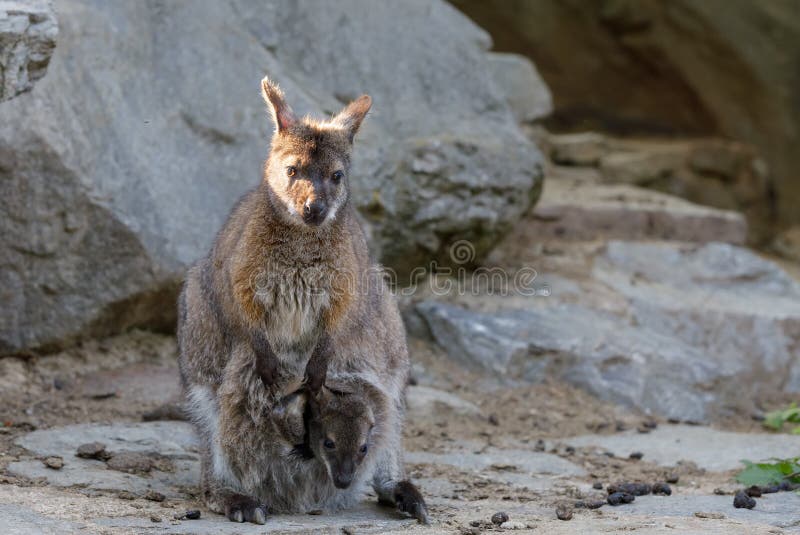 Fêmea Do Canguru Com O Bebê Pequeno No Saco Foto de Stock - Imagem de ...