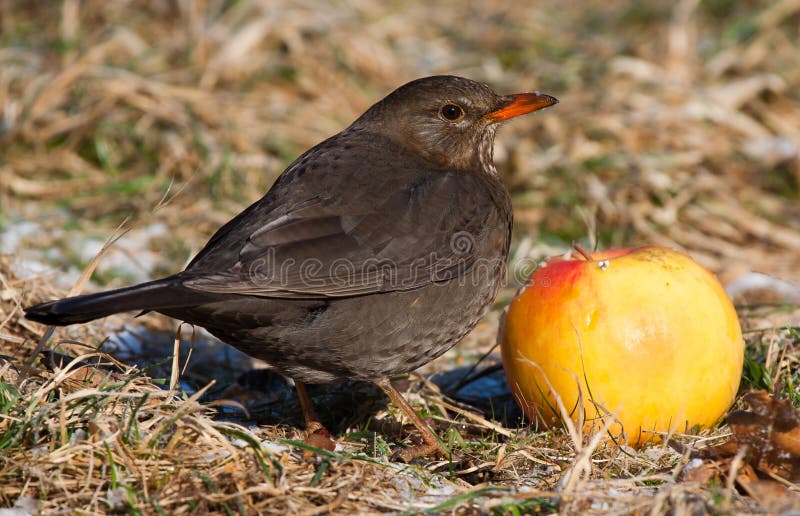 Fêmea do melro foto de stock. Imagem de melro, animais - 27371928