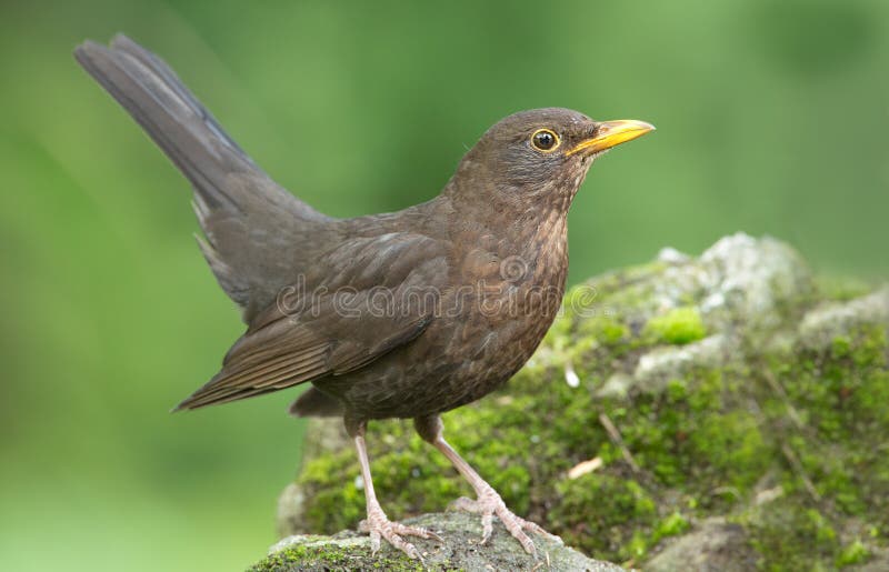 Fêmea do melro foto de stock. Imagem de mola, macho, exterior - 35334396