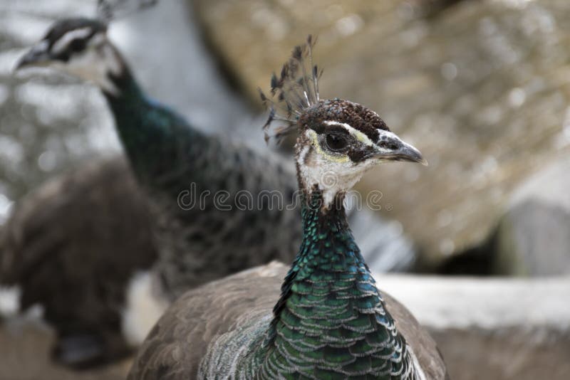 Pavão Fêmea Orgulhoso No Verde Foto de Stock - Imagem de completamente ...