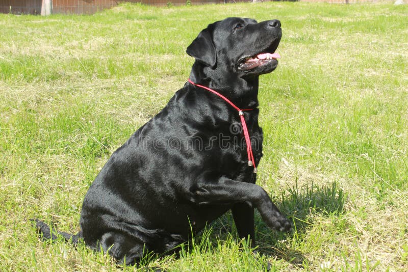 2,336 Fotos de Stock de Labrador Preto Grande - Fotos de Stock ...