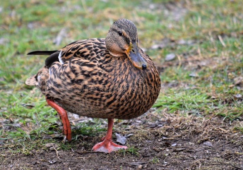 Pato real foto de stock. Imagem de beleza, liberdade - 109080606
