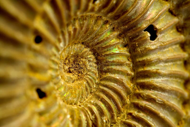 Amonitas imagen de archivo. Imagen de fosilizado, amarillento - 28843461