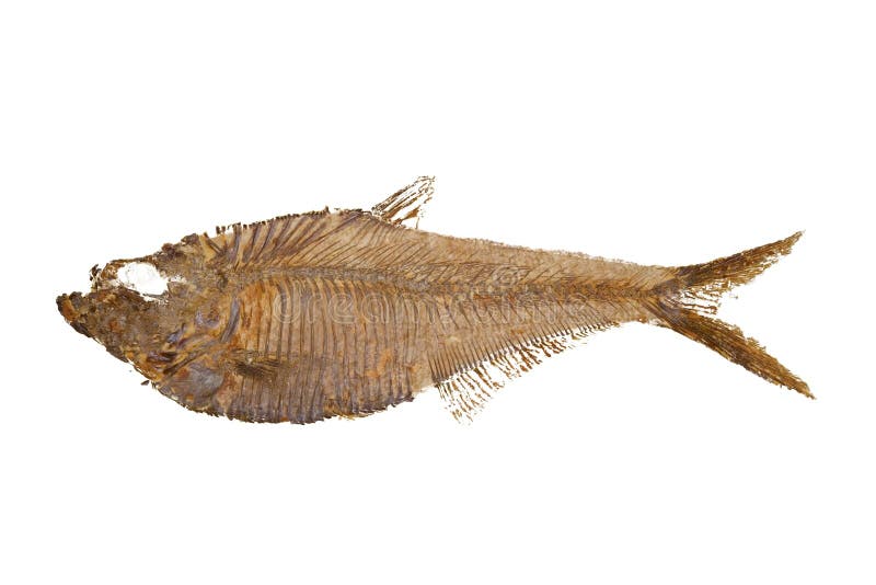 Fósil de los pescados imagen de archivo. Imagen de aleta - 2998467