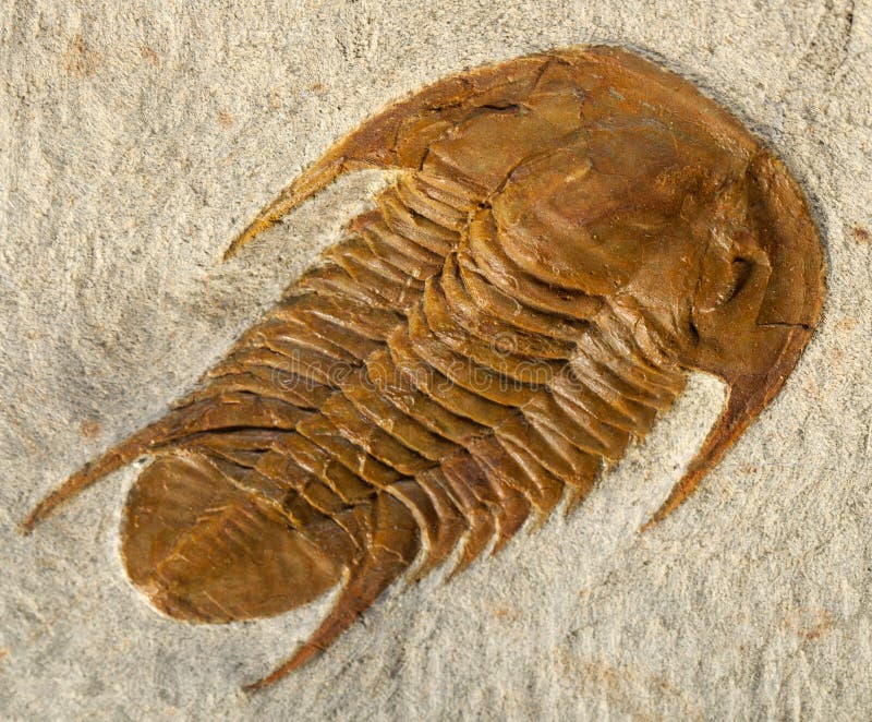 Fósil De Trilobite (ingricus De Cheirurus) Foto de archivo - Imagen de ...