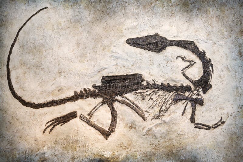 Fóssil da libélula imagem de stock. Imagem de antigo - 90684691