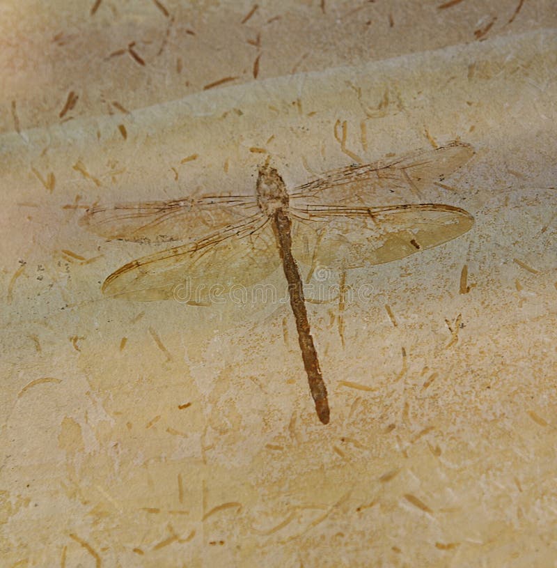 Fóssil da libélula imagem de stock. Imagem de biologia - 7704929