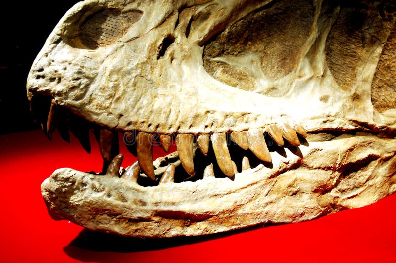 Descobrindo Os Ossos Velhos Do Animal Ou De Dinossauro Nos Archae Foto ...