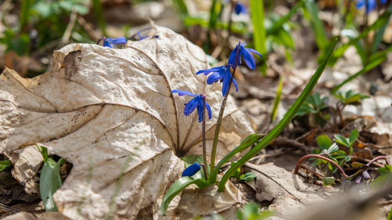 Först vårblomma-mars månad fotografering för bildbyråer. Bild av äng ...