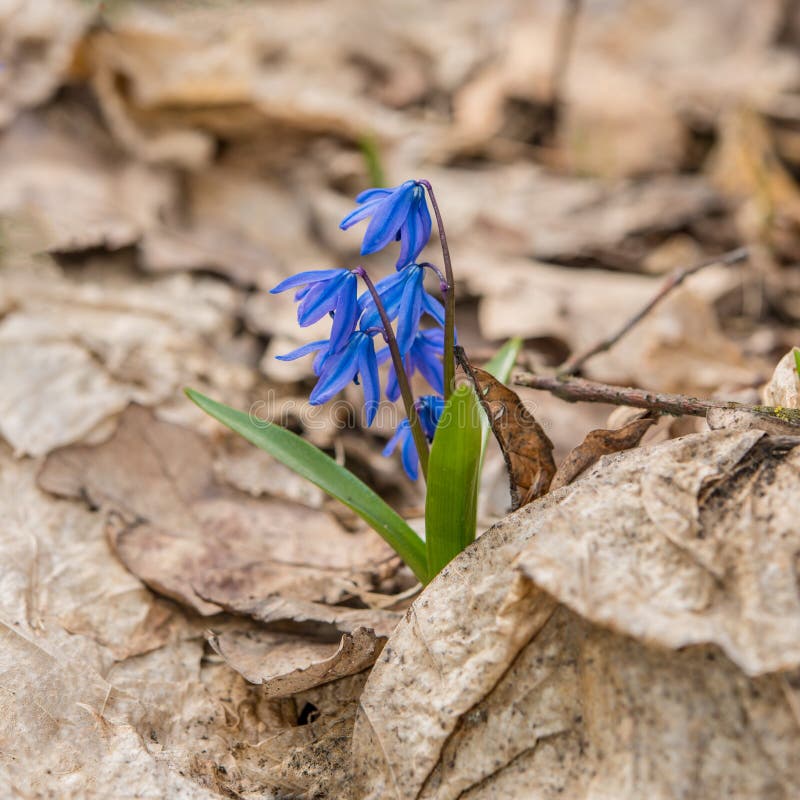 Först vårblomma-mars månad fotografering för bildbyråer. Bild av äng ...