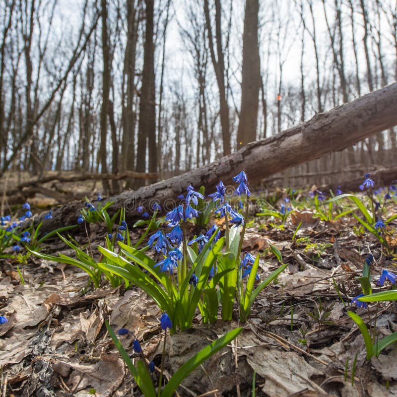 Först vårblomma-mars månad fotografering för bildbyråer. Bild av äng ...