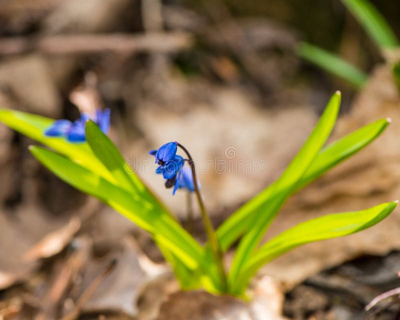 Först vårblomma-mars månad fotografering för bildbyråer. Bild av äng ...