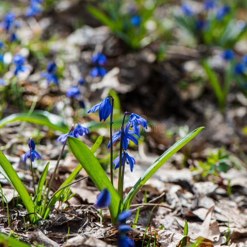Först vårblomma-mars månad fotografering för bildbyråer. Bild av - 89810915