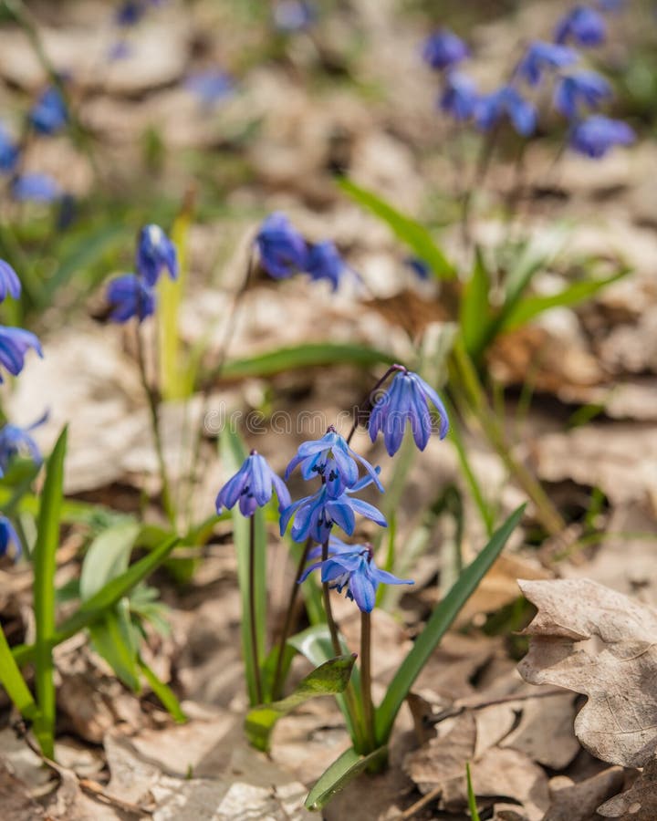 Först vårblomma-mars månad fotografering för bildbyråer. Bild av äng ...