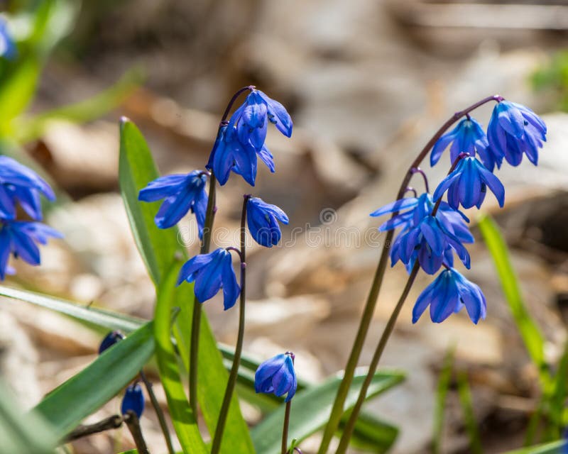 Först vårblomma-mars månad fotografering för bildbyråer. Bild av äng ...