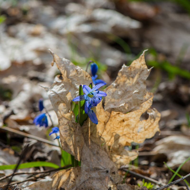 Först vårblomma-mars månad fotografering för bildbyråer. Bild av äng ...