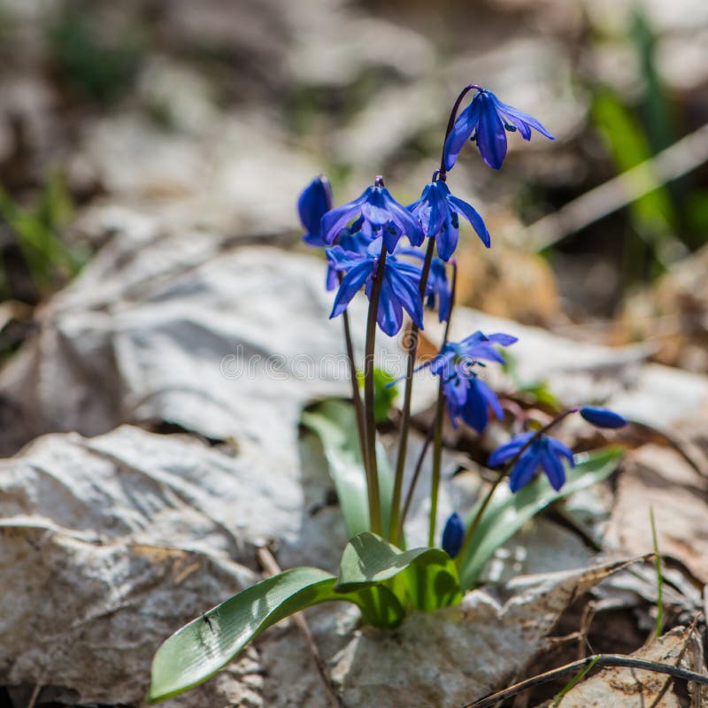 Först vårblomma-mars månad fotografering för bildbyråer. Bild av äng ...