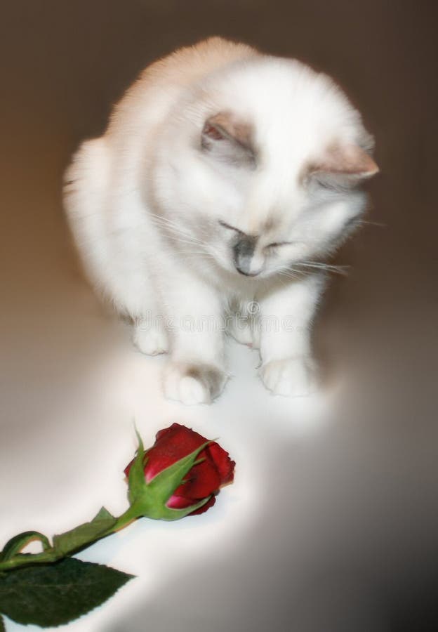 Katt Med En Röd Ros Och En Röd Hjärta Arkivfoto - Bild av sött, hjärta ...
